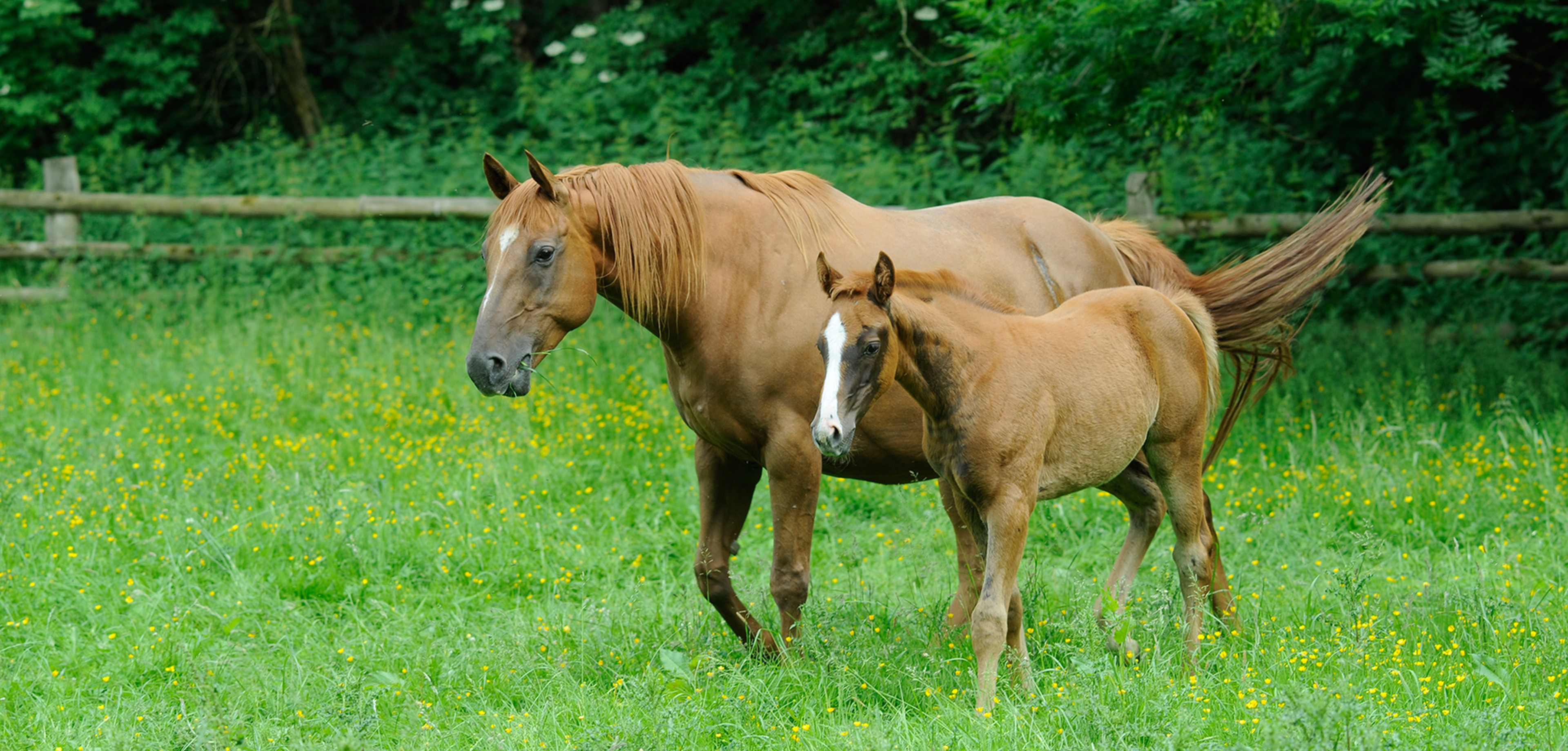 LWL | Ausstellung Senner Pferde - LWL-Freilichtmuseum Detmold